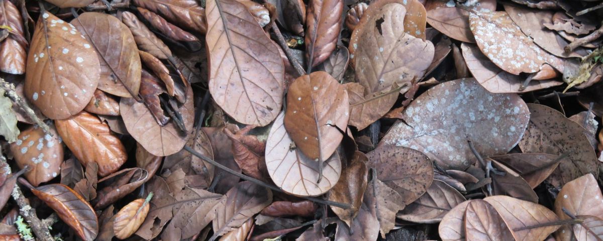 Taraire – Beilschmiedia tarairi – The Meaning of Trees